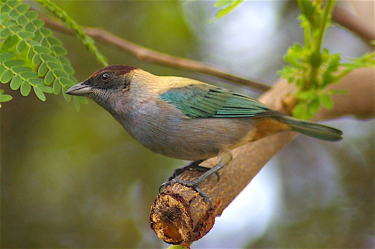 Grenada - Caribbean Birding Trail